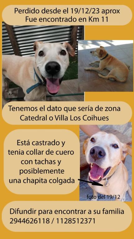 Buscan a los dueños de un perro perdido | ANB :: Agencia de Noticias ...