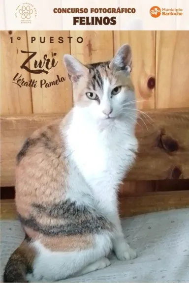 El concurso fotográfico de gatos tiene a sus ganadores | ANBariloche
